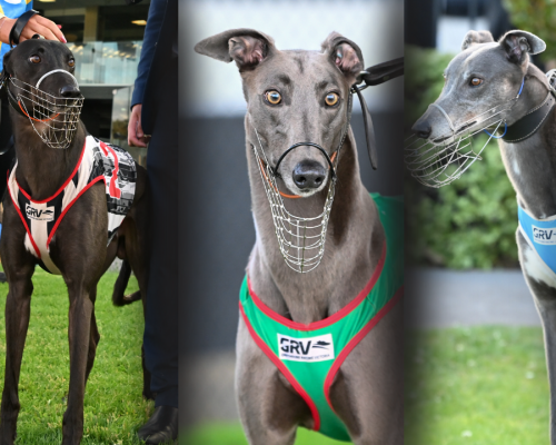 Greyhound Racing Victoria | The Best Greyhound Racing News, Form ...