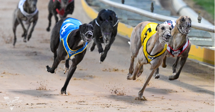 Greyhound Racing Victoria | The Best Greyhound Racing News, Form ...