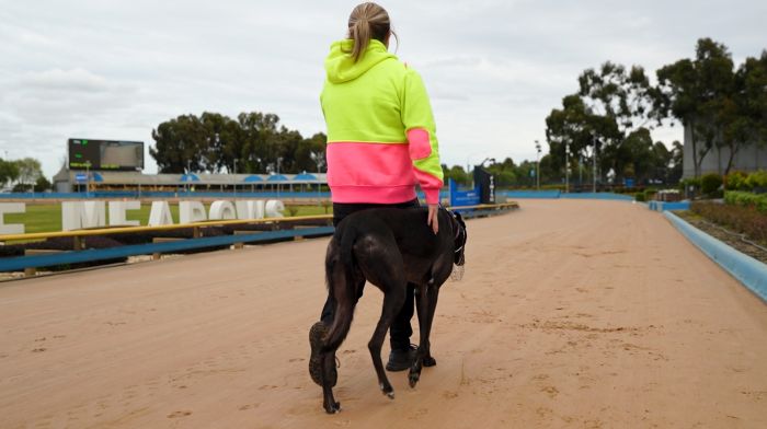 Greyhound Racing Victoria | The Best Greyhound Racing News, Form ...