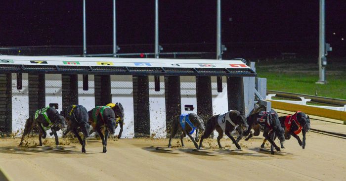Greyhound Racing Victoria | The Best Greyhound Racing News, Form ...