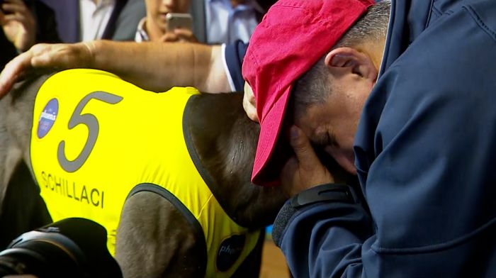 Greyhound Racing Victoria | The Best Greyhound Racing News, Form ...