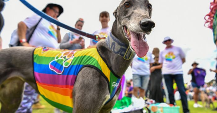 Greyhound Racing Victoria | The Best Greyhound Racing News, Form ...