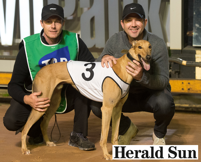 Herald Sun Weekly Greyhound Column | GRV
