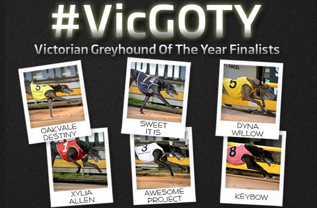Victorian Greyhound of the Year Finalists Announced | GRV