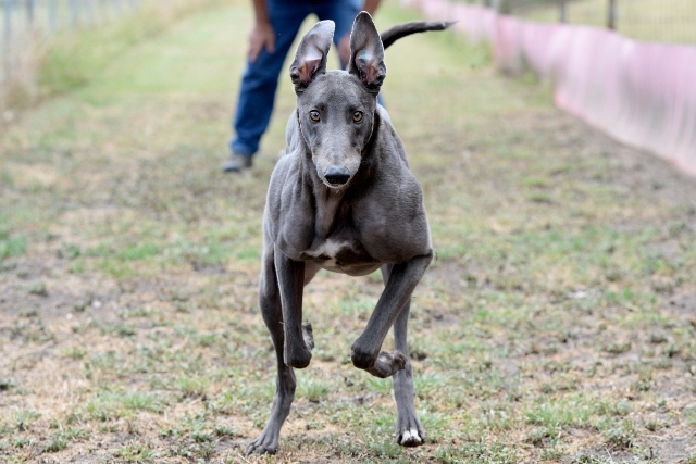 Luca Given ‘All Clear’ After Unlucky Egg Elimination | GRV