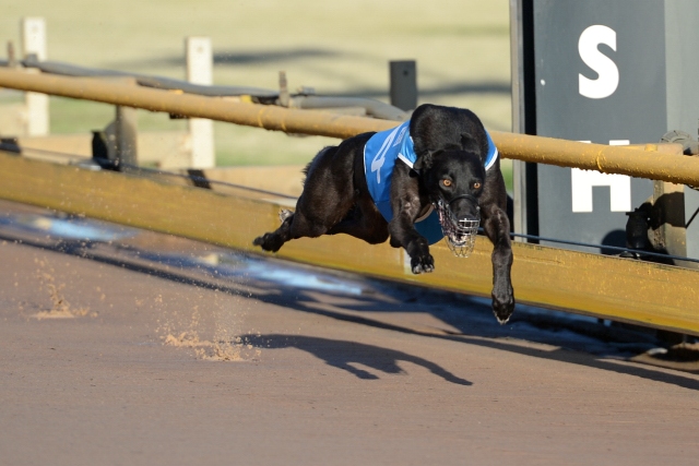 Delbridge Going for Gold in Richmond Derby | GRV