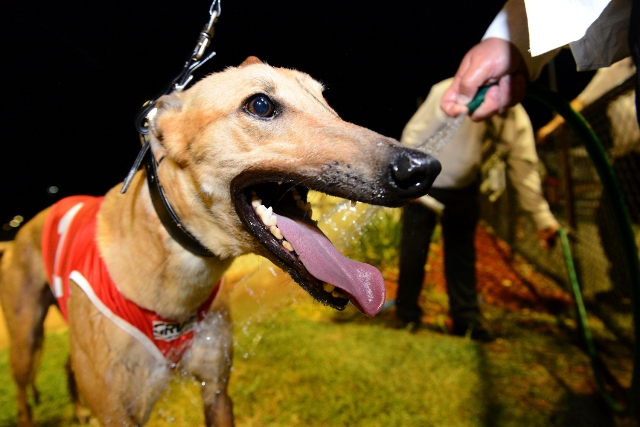 Western Wrap: Azza at His Best | GRV