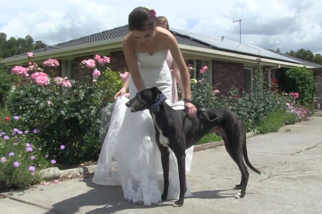 Hounds Help Owners Bowtie the Knot | GRV