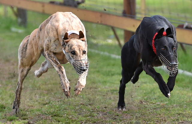 VIDEO: Catch on to Coursing!