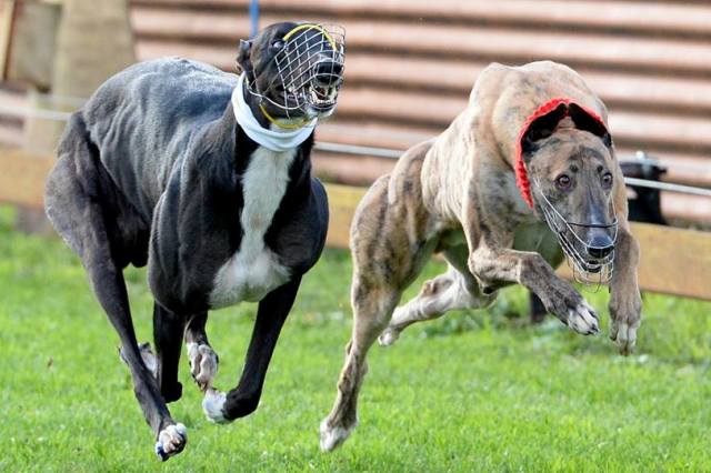 Baines Park a wonderful example of coursing extending racing careers | GRV