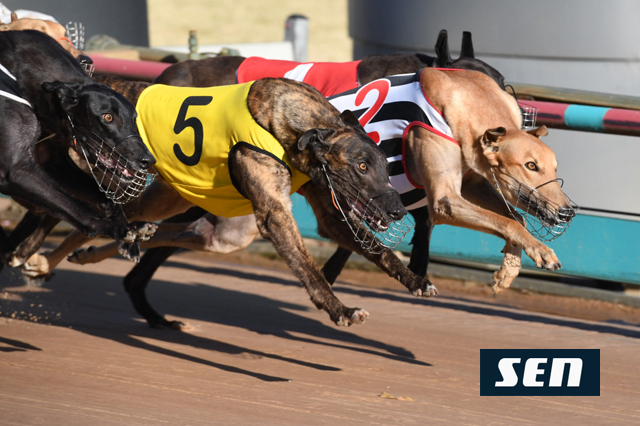 AUDIO: Victorian greyhound racing in good shape | GRV