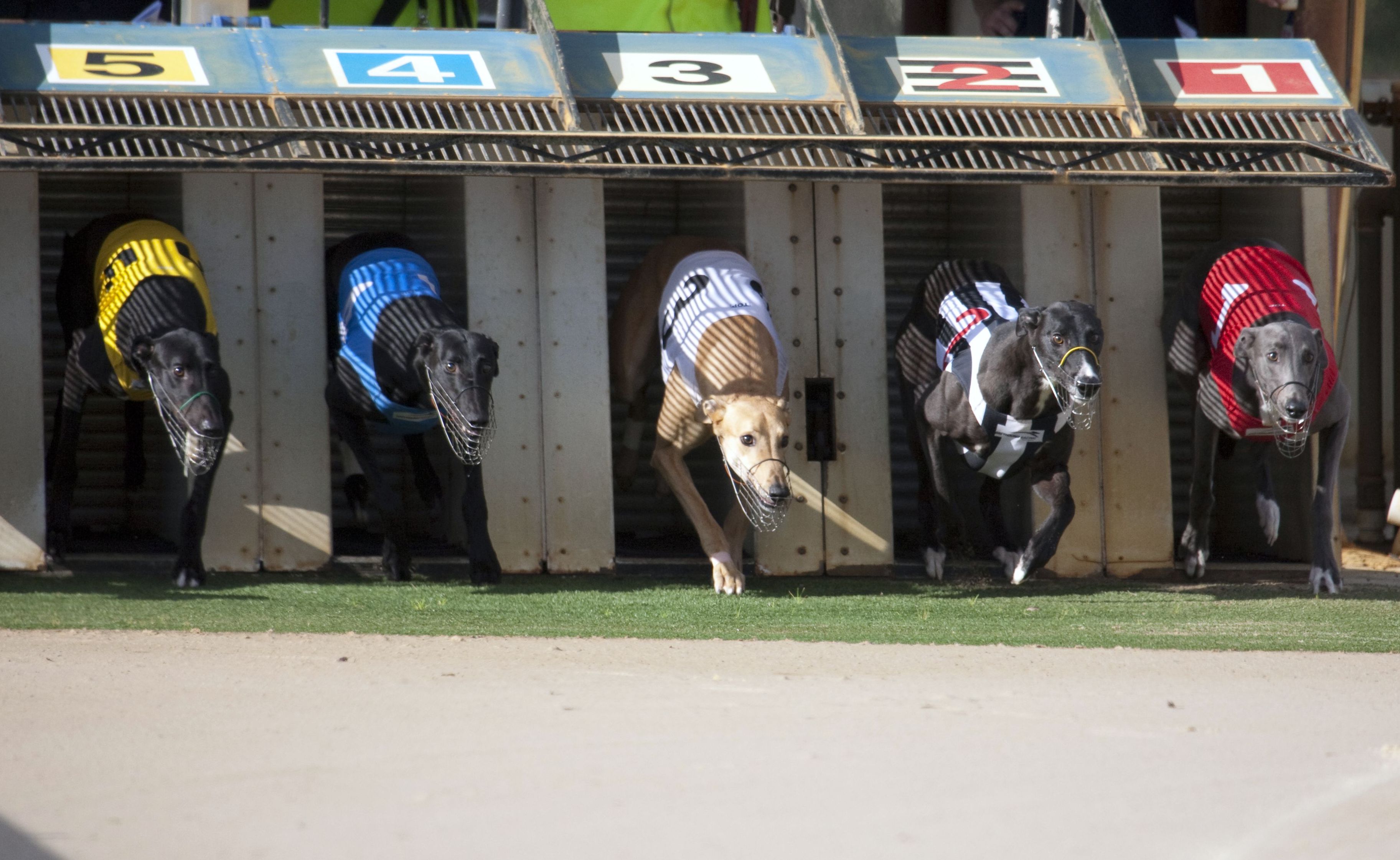 New Planning Measures For Greyhound Facilities