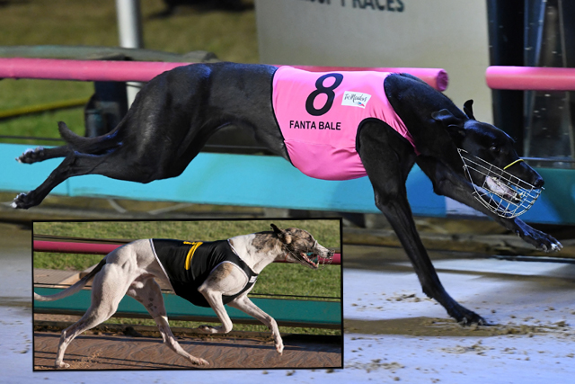 Battle of Britton looms in Zoom Top