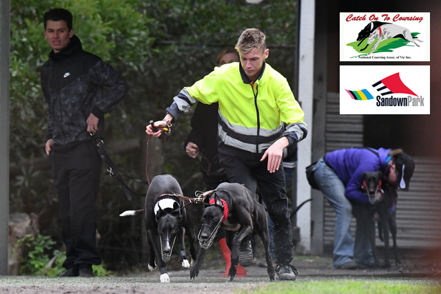 Coursing exhibition coming to Sandown Park