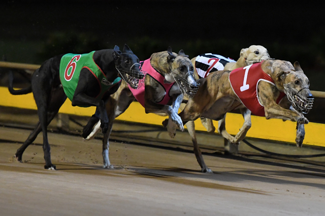 Ready 2 Race greyhound into Shepparton Cup