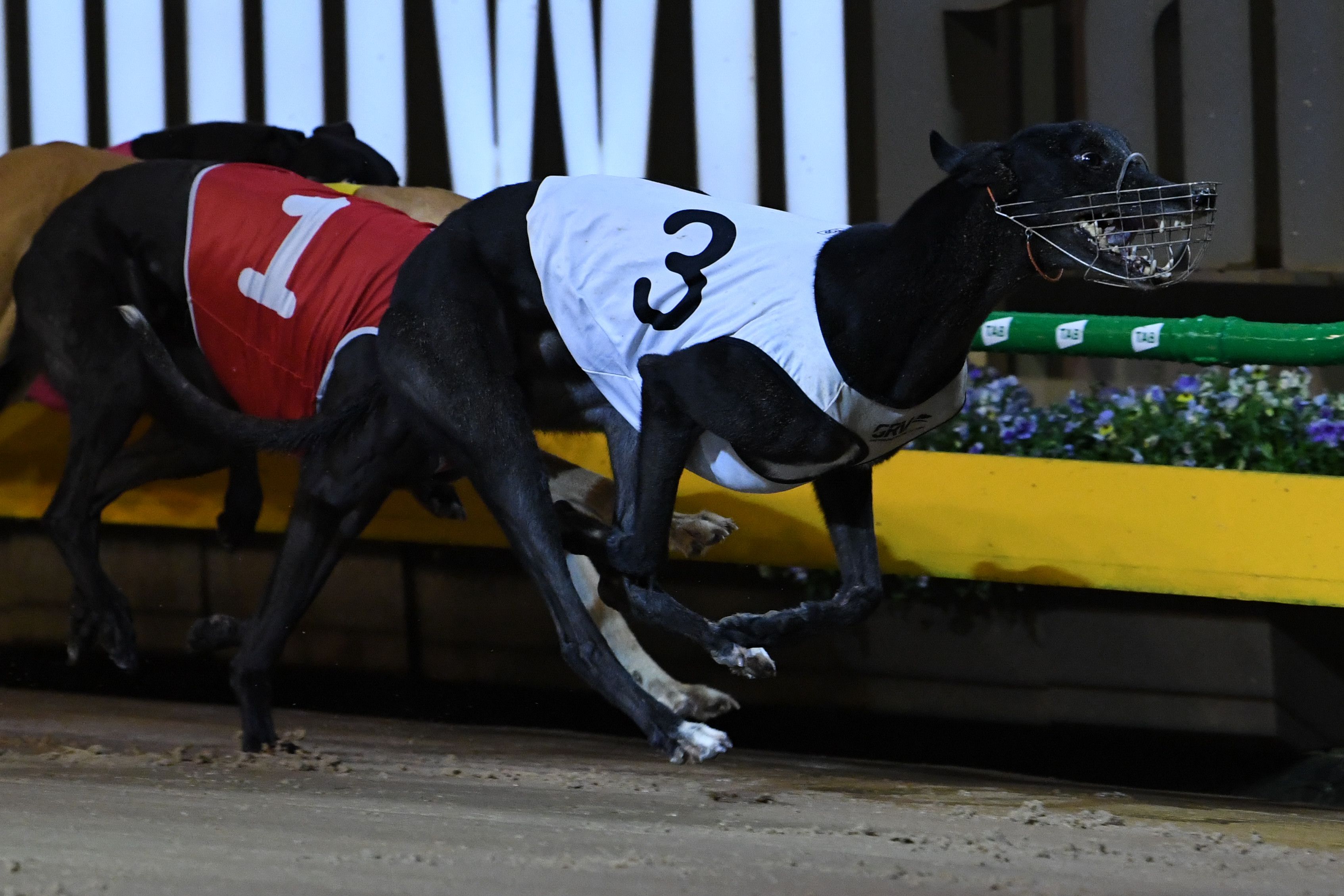 Barcali and Britton bag Bold Trease