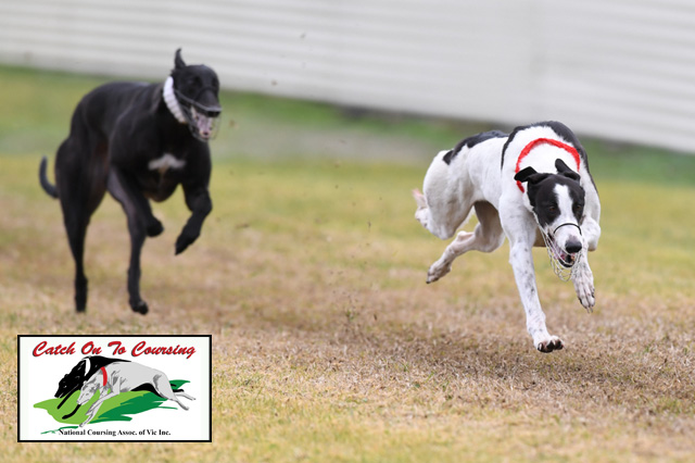 2018 Victorian Coursing Awards