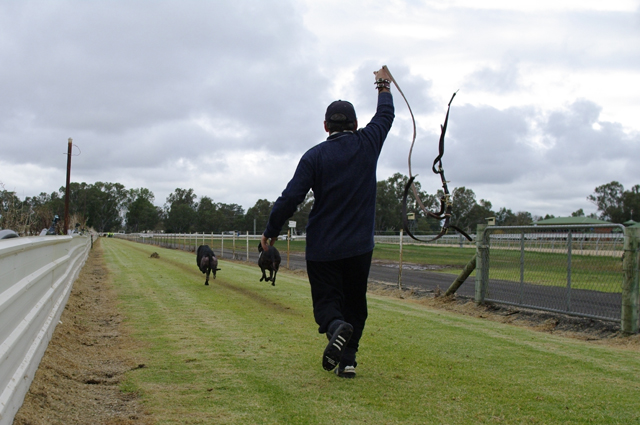 Coursing returns to Benalla