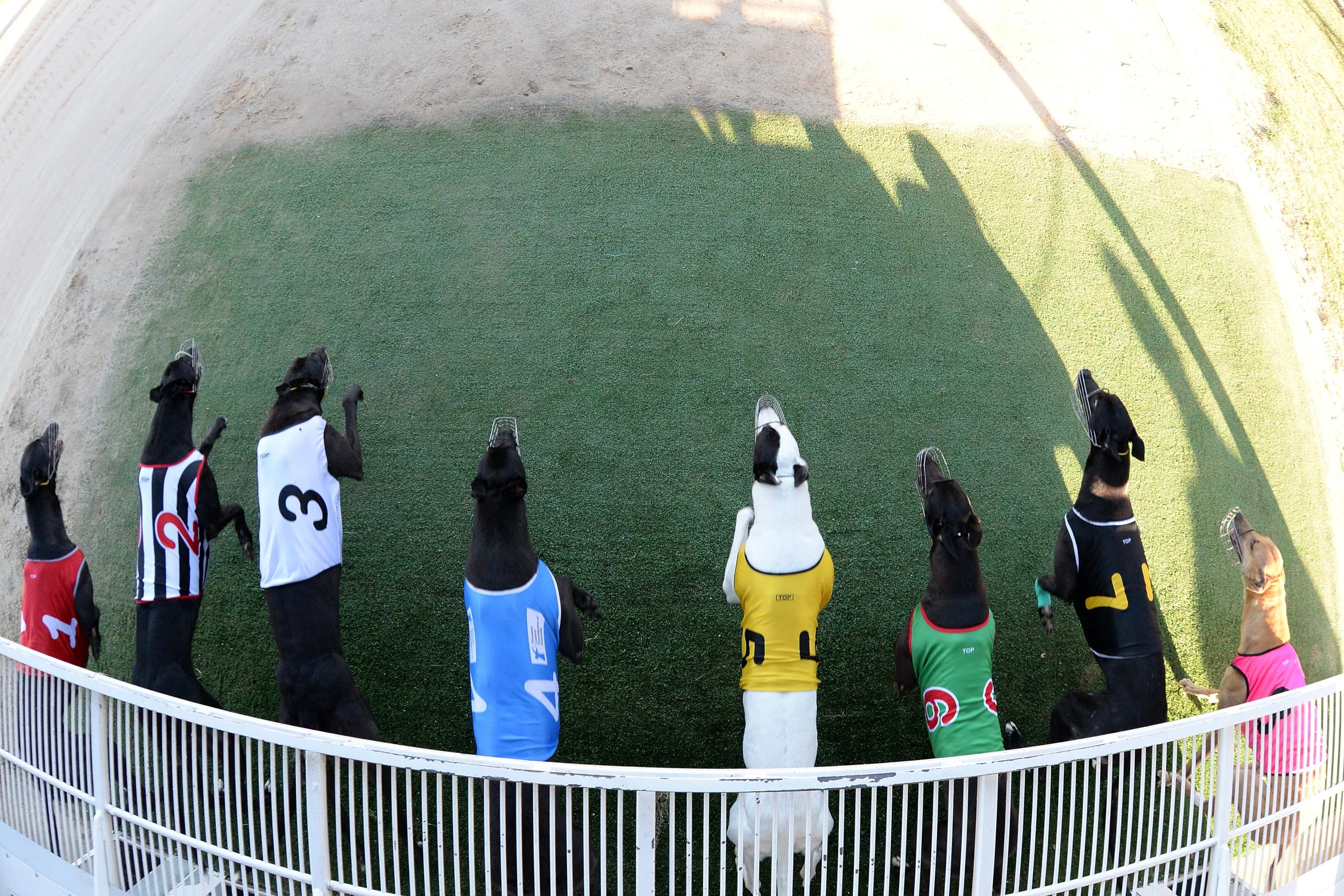 Greyhound racing in Victoria to reach new heights through new Metro ...