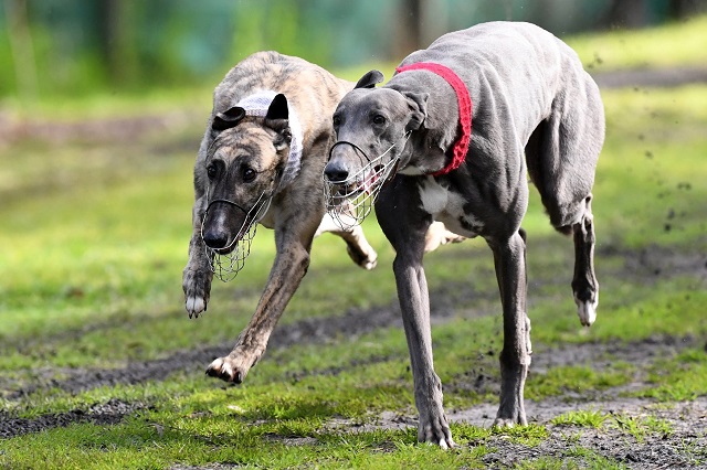 Are you planning to Catch onto Coursing?