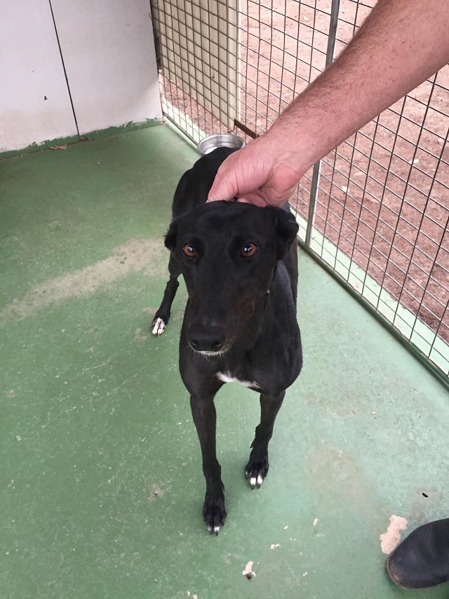 Coursing kicks off at Longwood