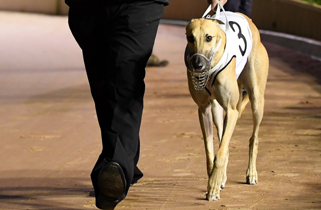 Sennachie looks to go one better