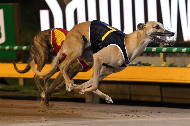 Flying Amy Classic heats wrap | GRV