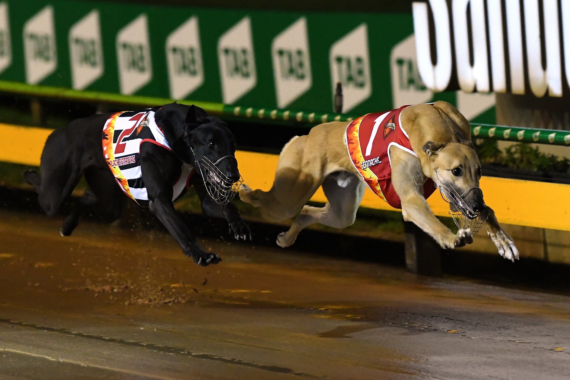 Sennachie spot on after Speed Star