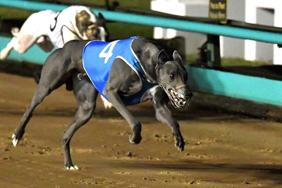 Old Dog, Same Tricks