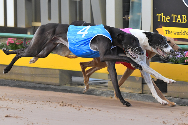 Tornado’s Bold showing in Trease heats