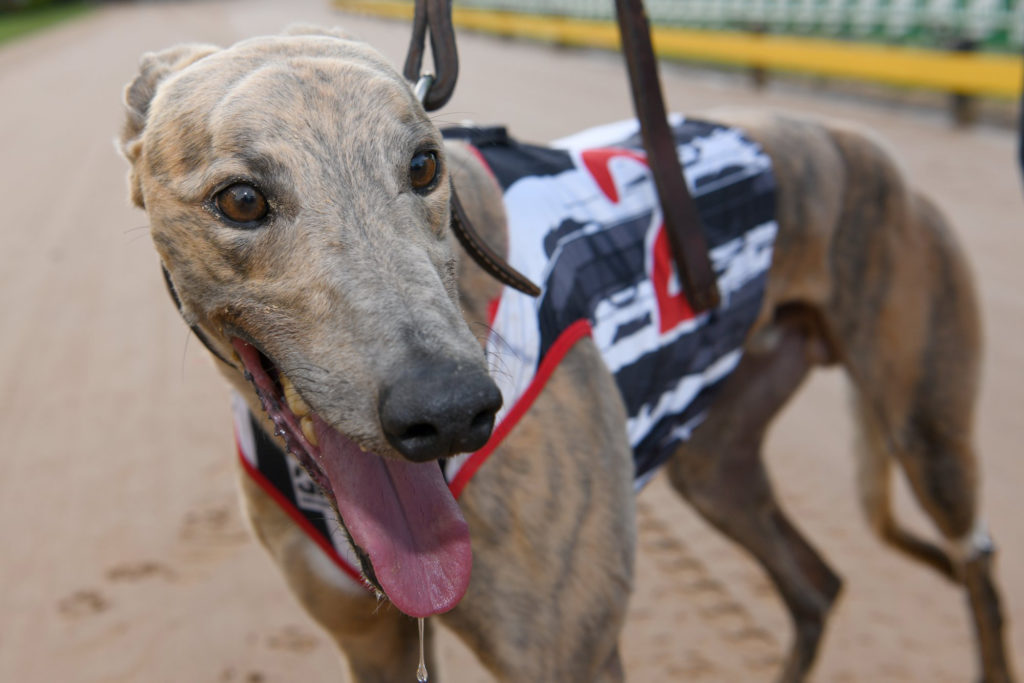 What Are Racing Dogs Called