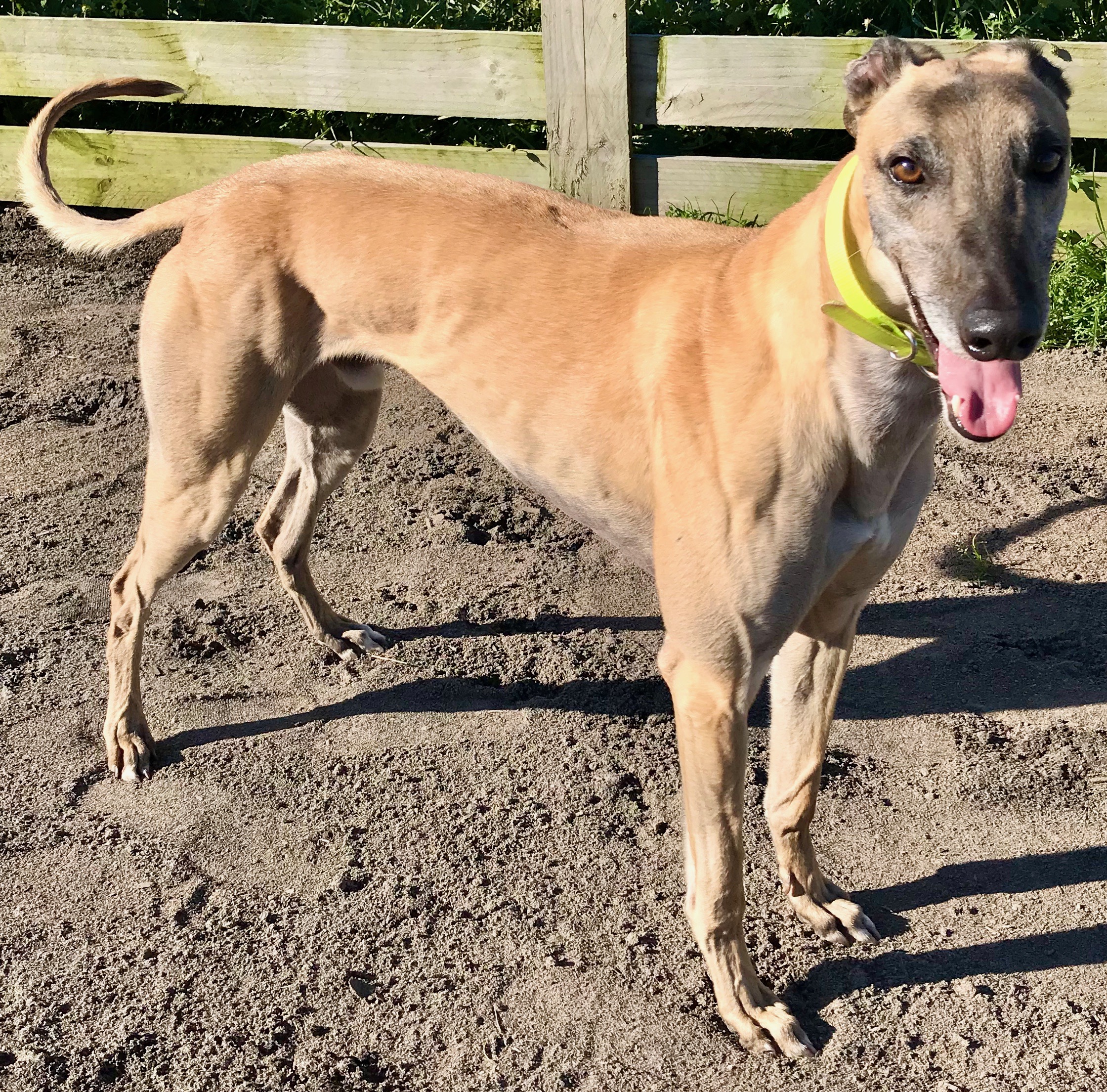 Royal line-up in Cranbourne Sprint