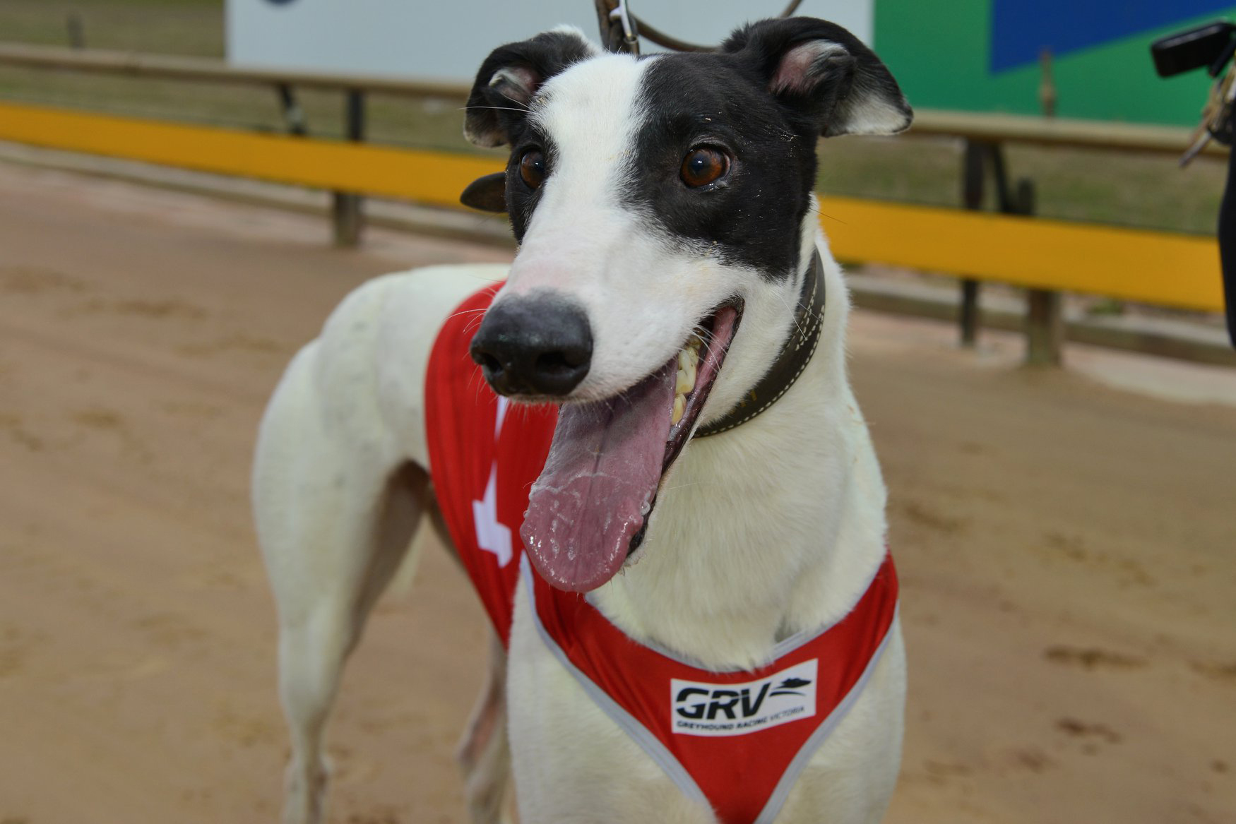 Red dogs star for Bushfire Appeal