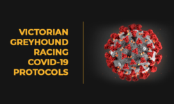 Greyhound Racing News | Latest news straight from the track | GRV