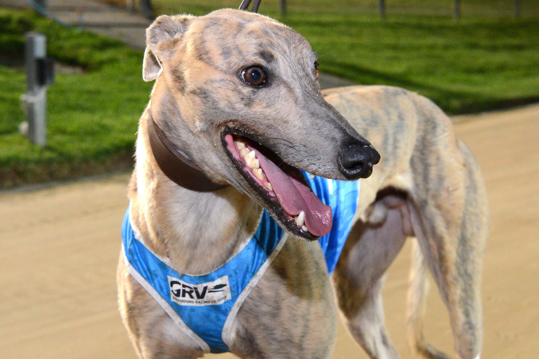 SHEPPARTON CUP: Azzopardi expecting ‘natural improvement’ from Whiskey