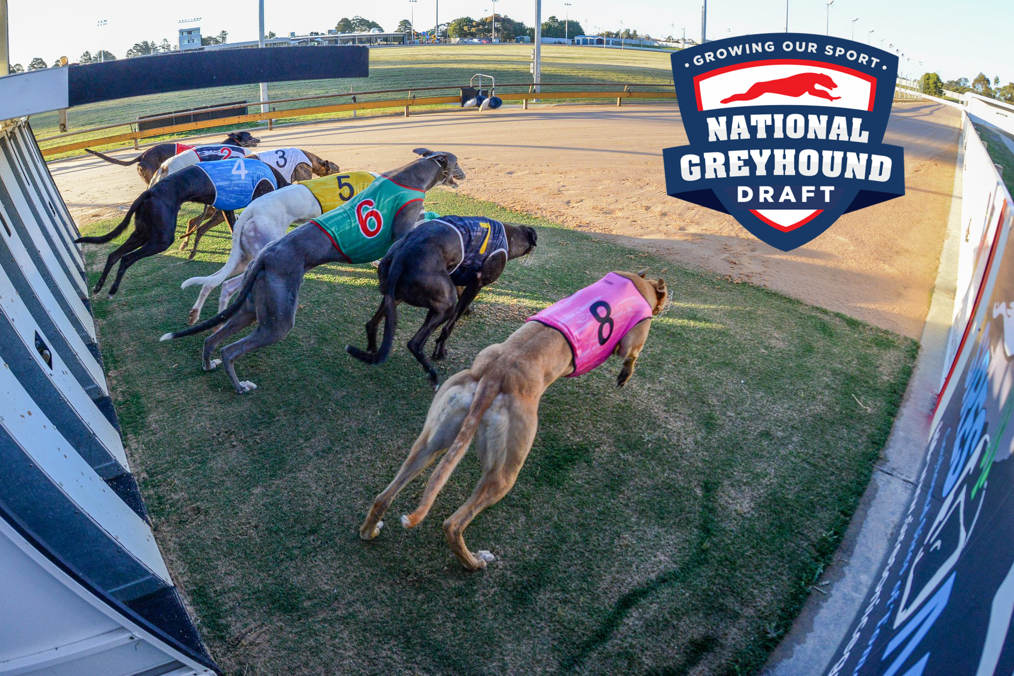 National Greyhound Draft: the sport is growing.