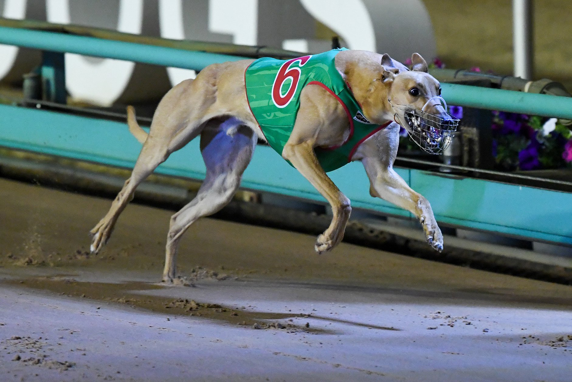 Rounds discusses ‘A-Team’ ahead of today’s Warrnambool Cup heats