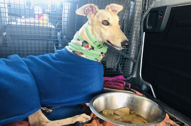 Catch The Thief lands back in Victoria | GRV