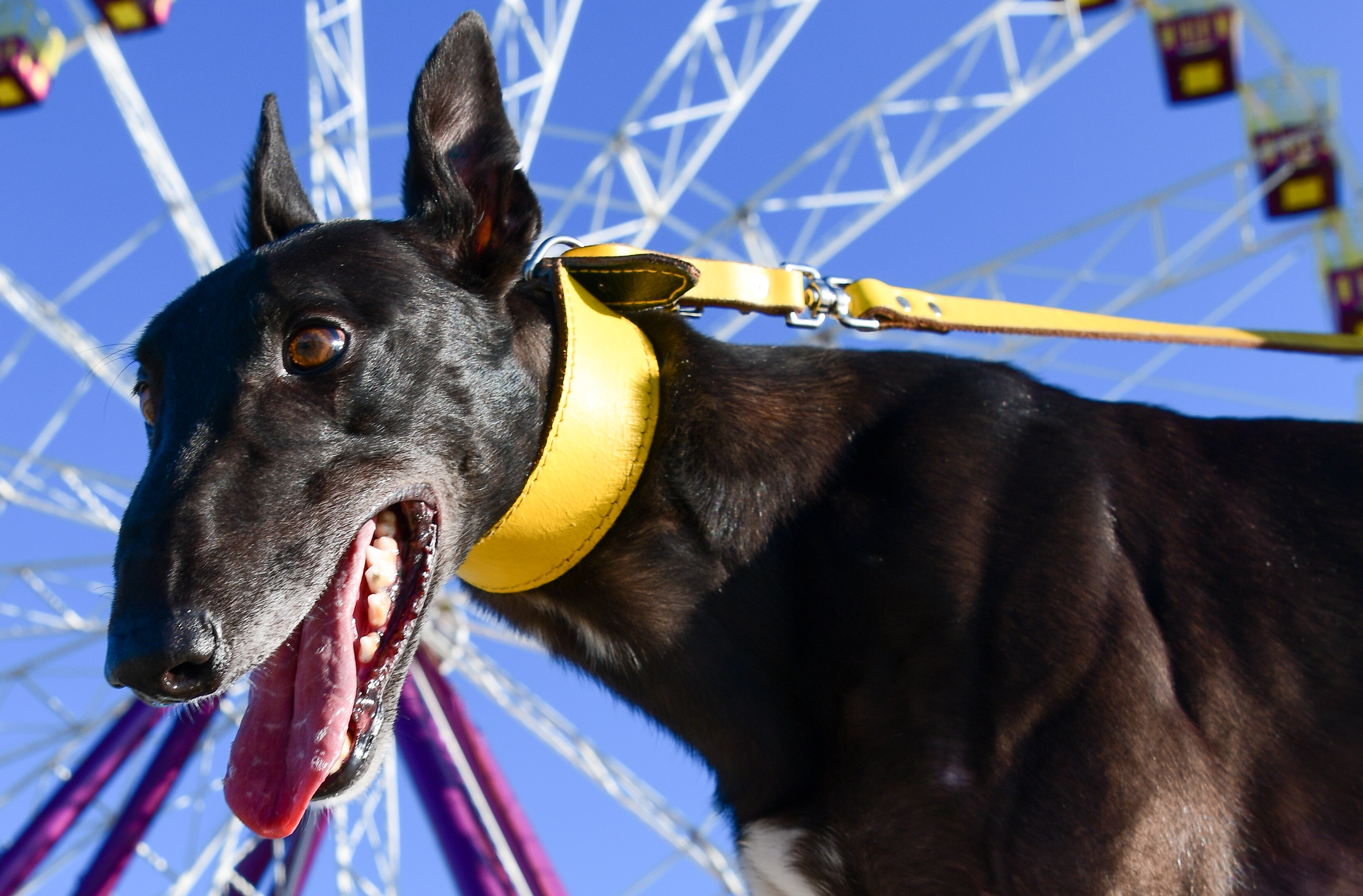 ‘Told’ you so | GRV