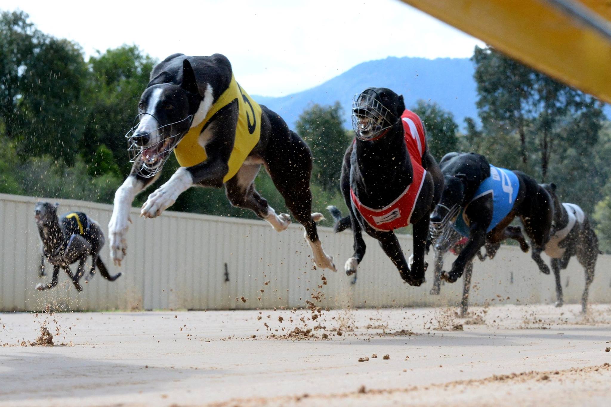 The straight’s great at Healesville this Sunday