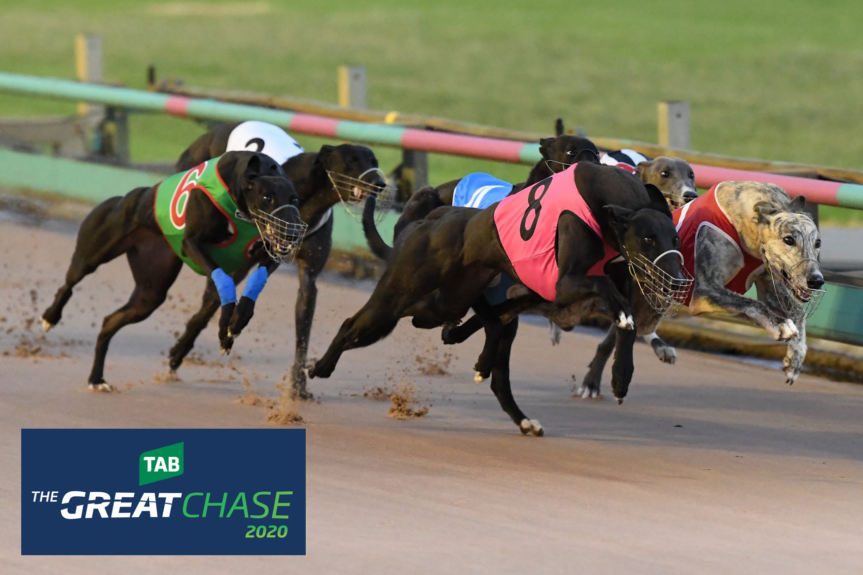 Community groups to share in $24,000 in greyhound racing’s TAB Great ...