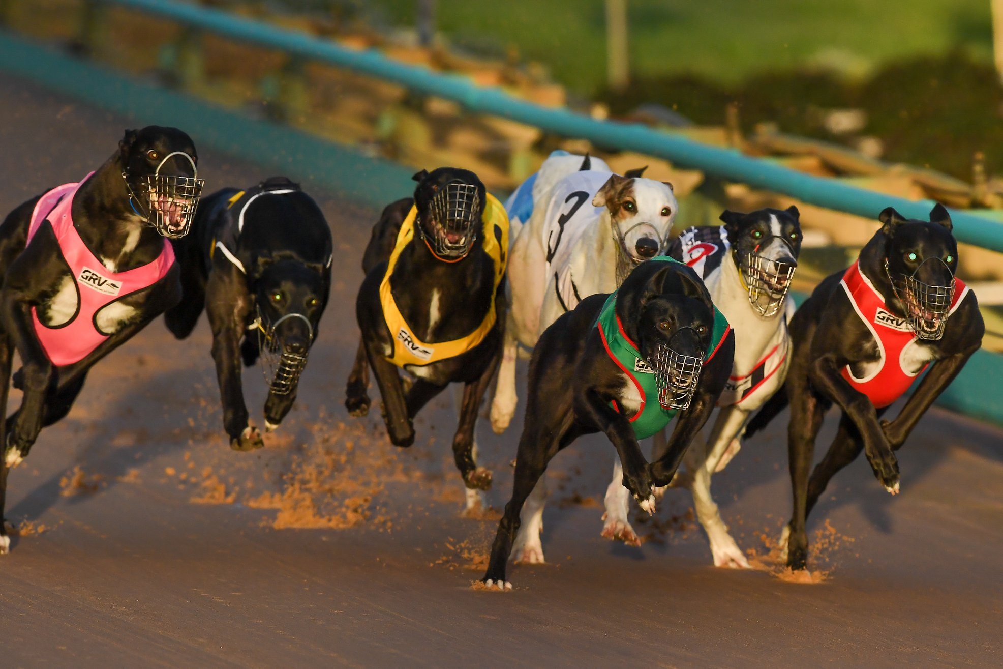 Invitational exhibition trials at The Meadows