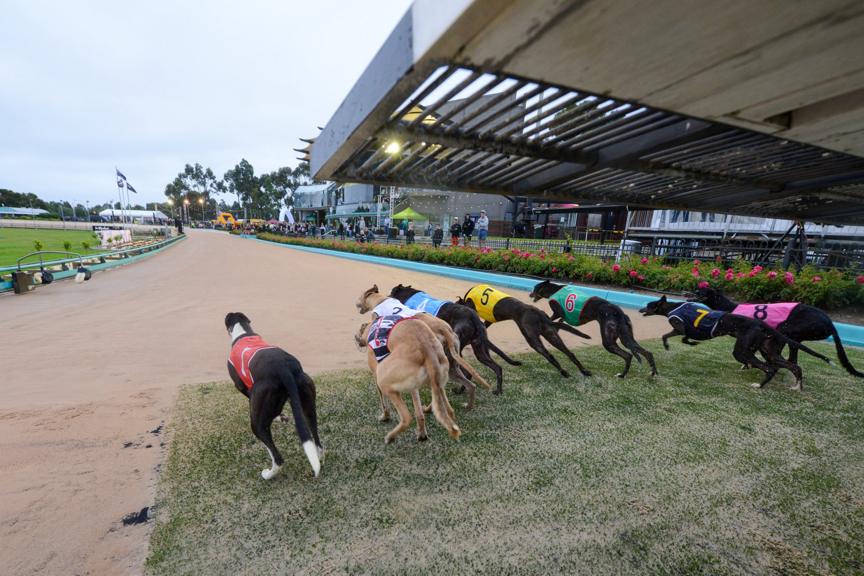 Invitational box draws completed