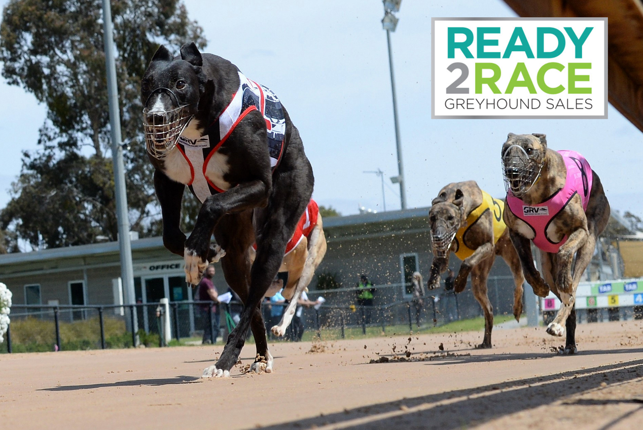 Bendigo’s Ready to Race Sales cancelled again