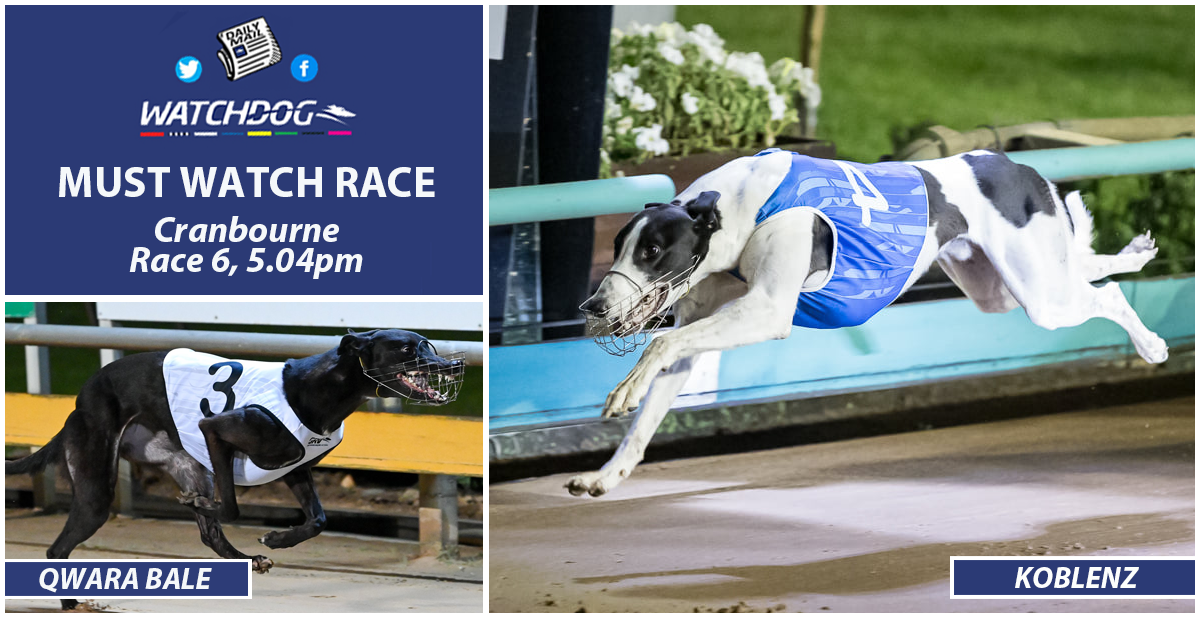 The Watchdog's Daily Mail