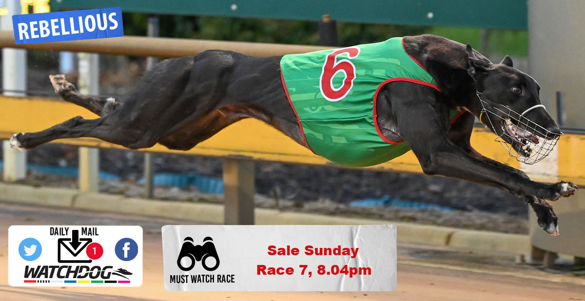 The Watchdog's Daily Mail