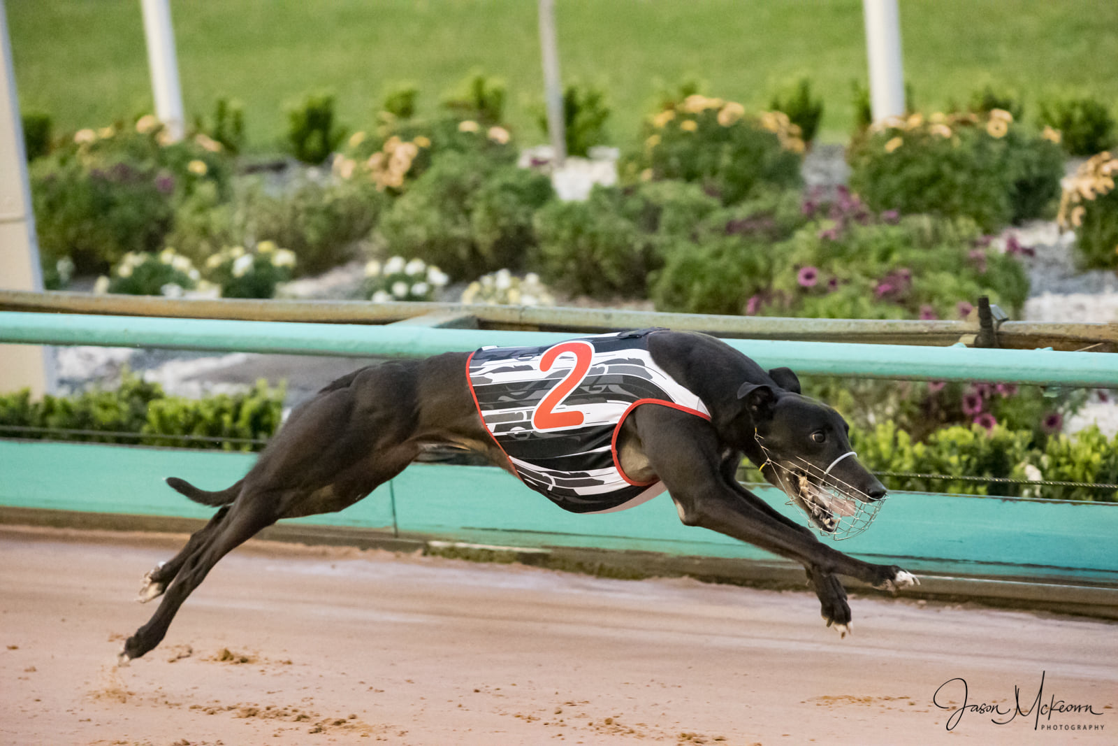 Five Star is ‘top dog’