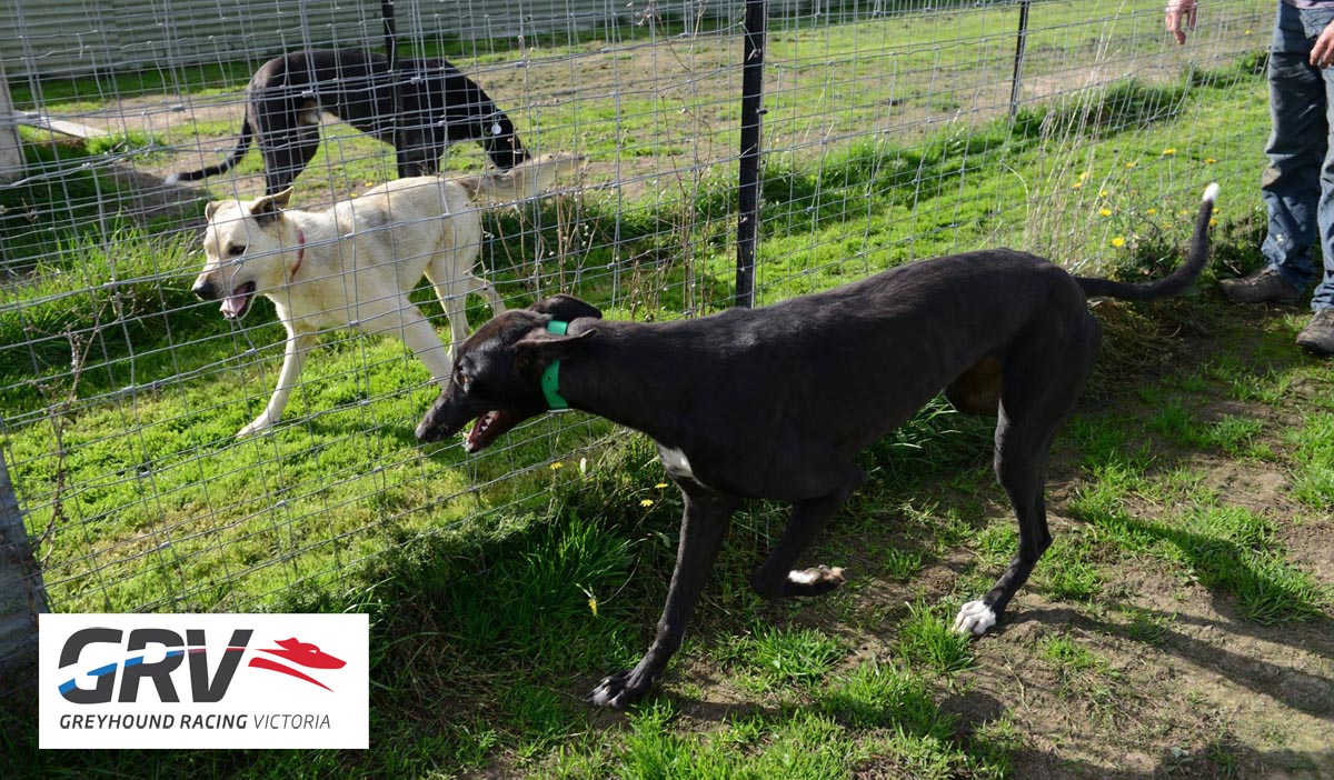 Earthquakes and greyhounds