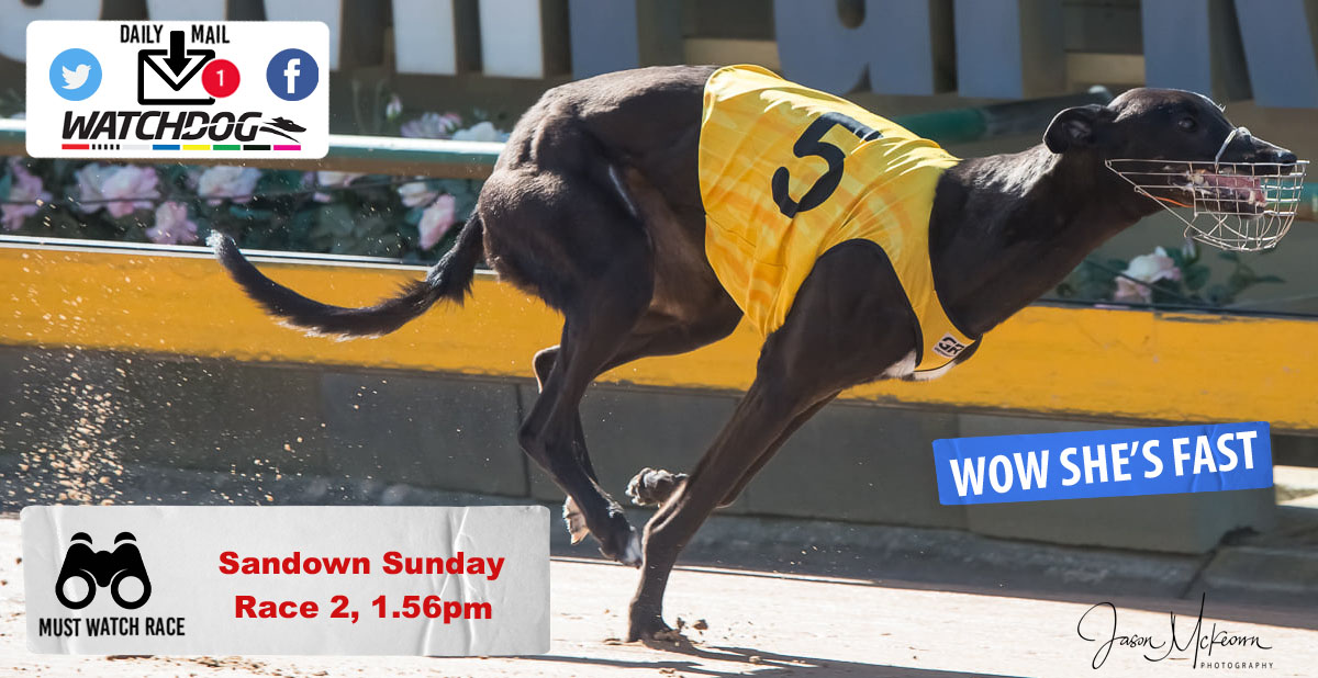 The Watchdog's Daily Mail