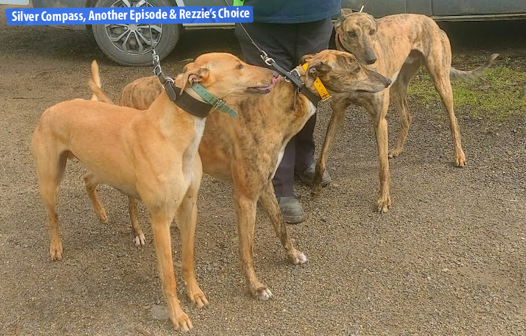 Is this Australia’s most durable litter?